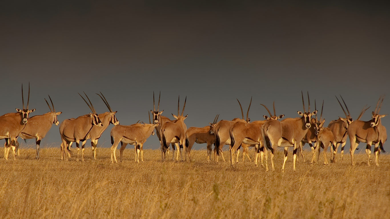 Puzzle | 264 dílků | East African Oryx Herd, Solio Game Reserve in ...