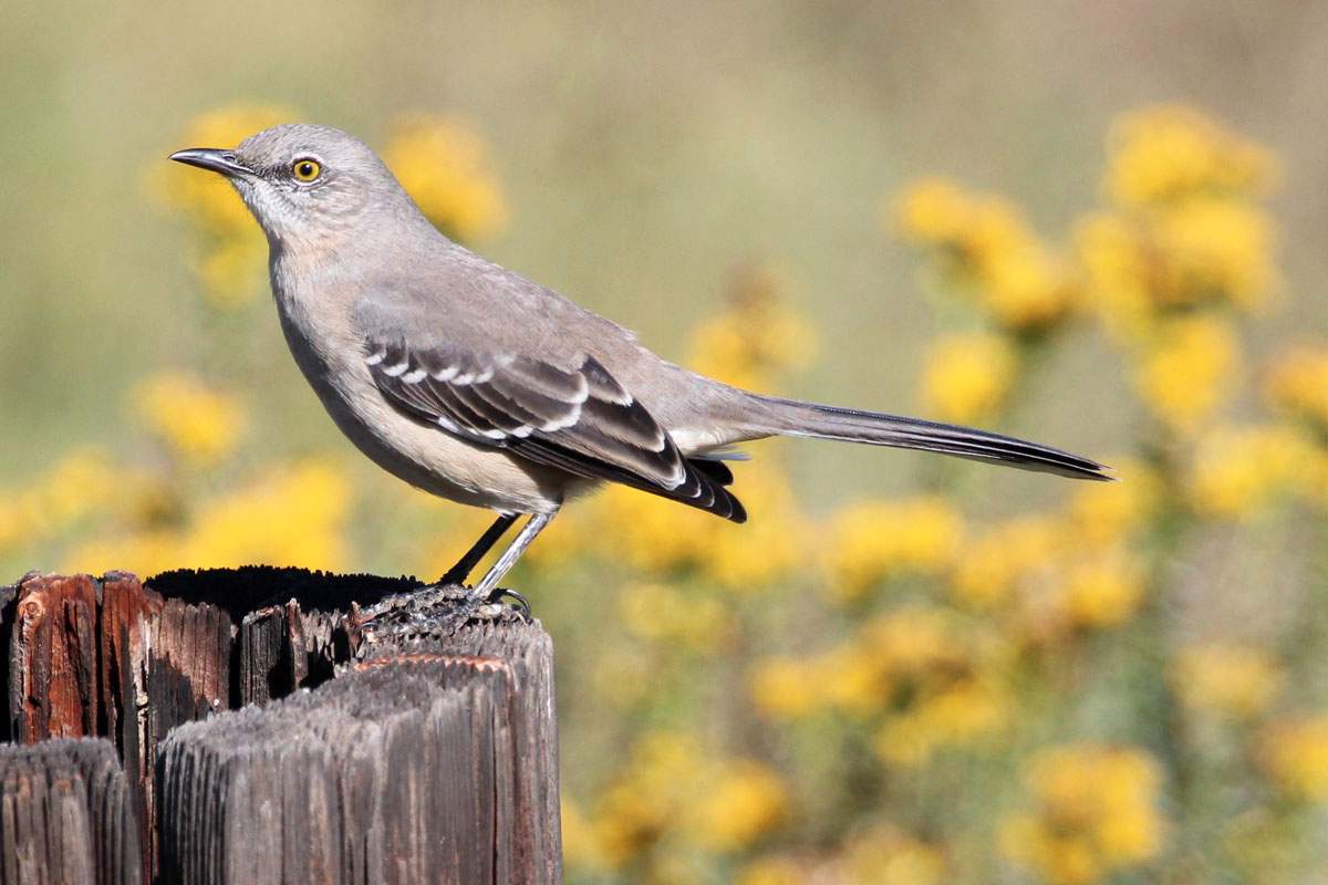 Solve Mockingbird, Grand Avenue Bridge, Del Mar, California jigsaw ...