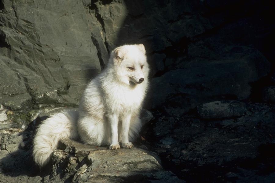 Solve White Wolf jigsaw puzzle online with 96 pieces