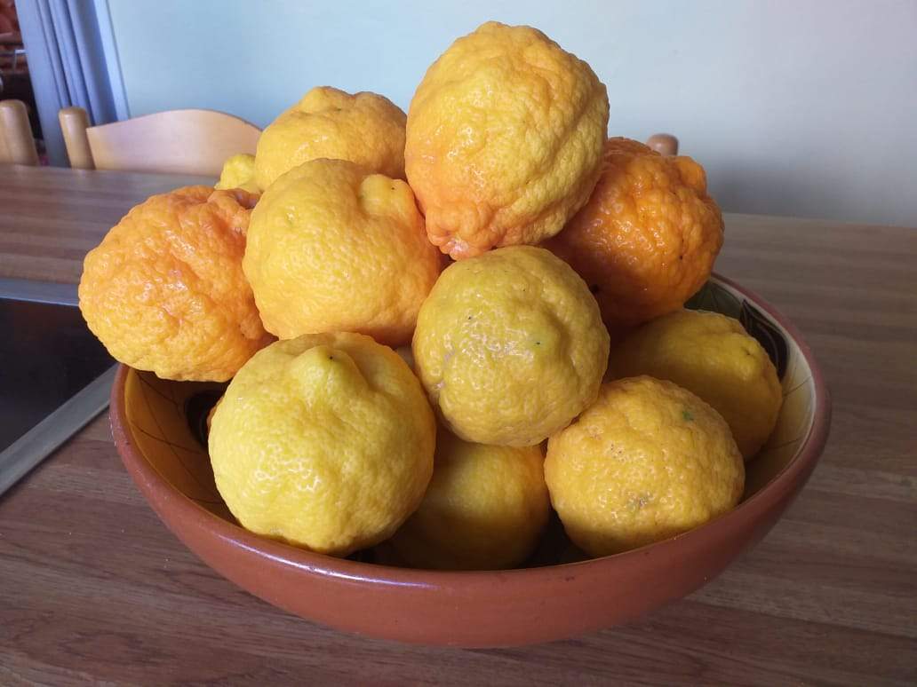 Solve From friend's lemon tree in South Africa. jigsaw puzzle online ...