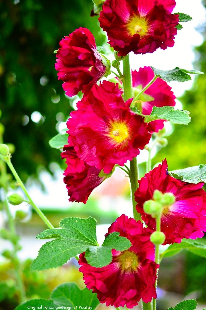 Solve Hollyhocks jigsaw puzzle online with 54 pieces