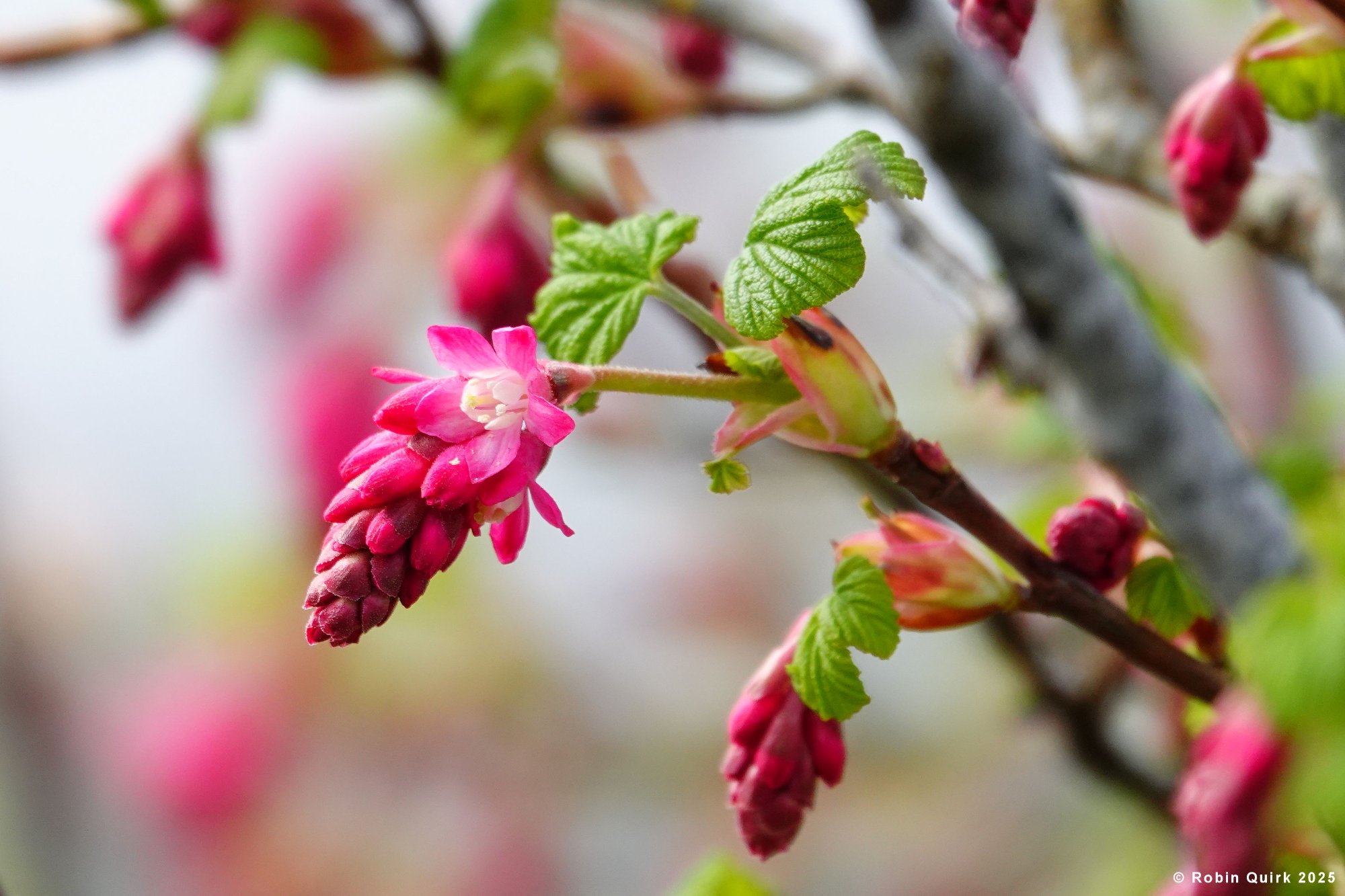 Solve First Blooms jigsaw puzzle online with 117 pieces