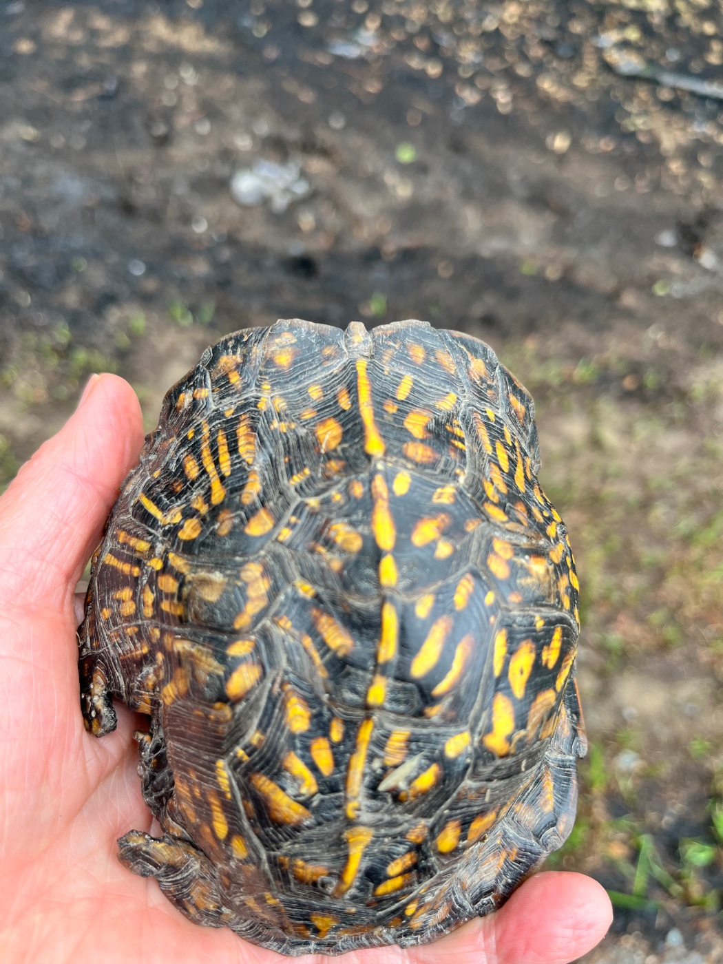 Solve Survivor! jigsaw puzzle online with 35 pieces