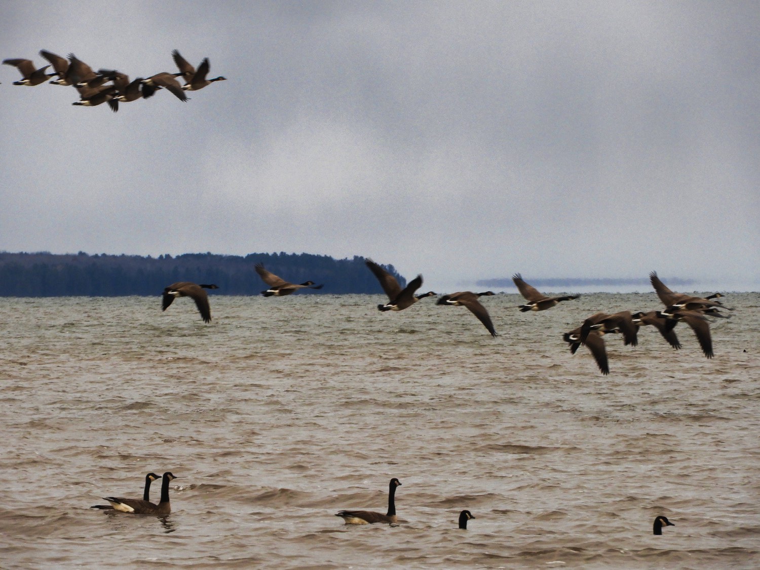 Solve Low-flying geese jigsaw puzzle online with 20 pieces