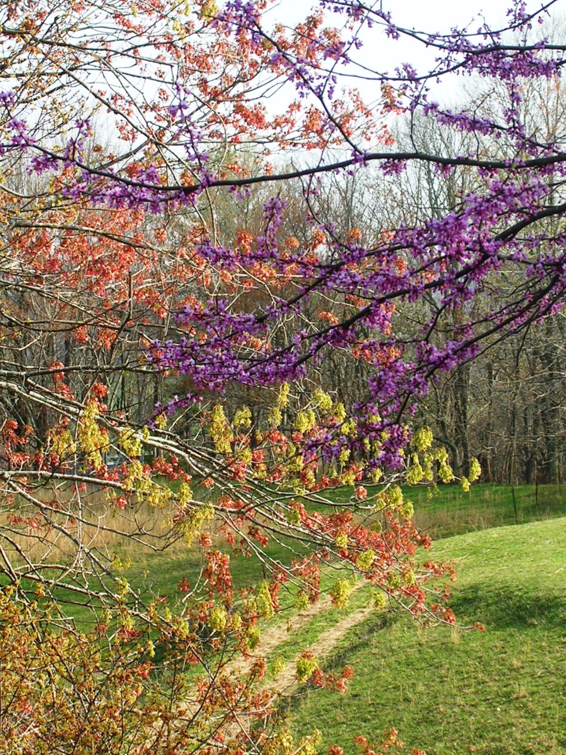 Solve Colors of spring. J Brendler jigsaw puzzle online with 80 pieces