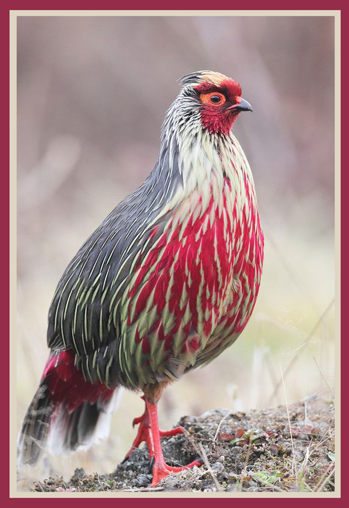 Solve Blood Pheasant jigsaw puzzle online with 96 pieces