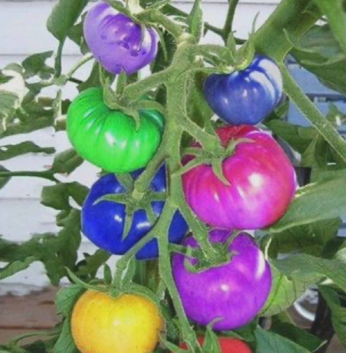 Solve Multi-Color Tomatoes jigsaw puzzle online with 196 pieces