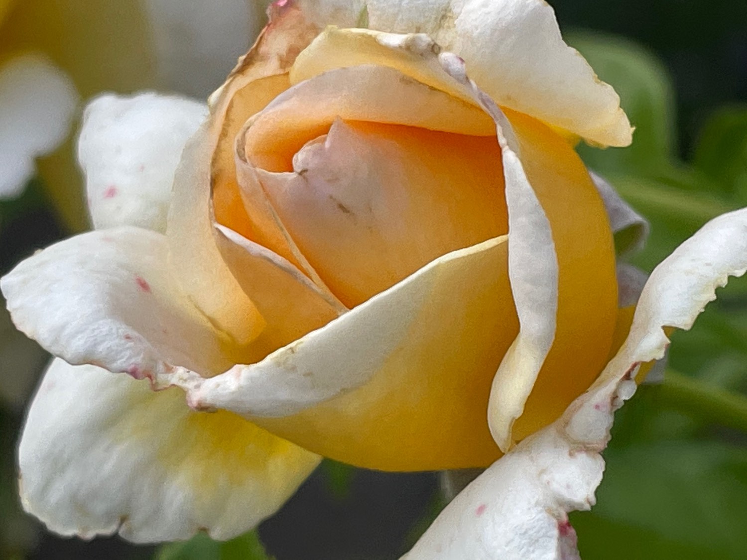 Solve Roses jigsaw puzzle online with 80 pieces