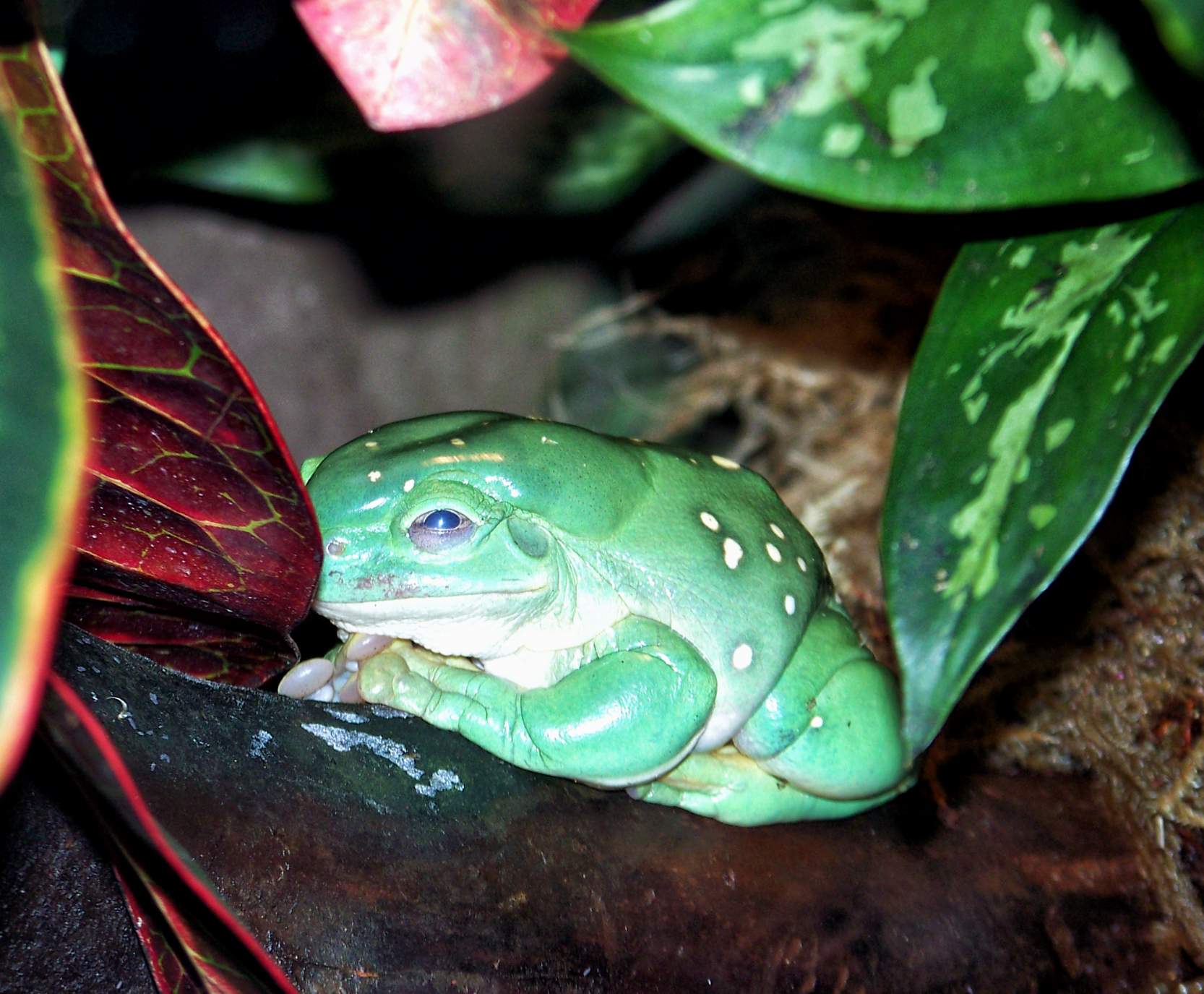Solve San Diego Zoo - Magnificent Green Tree Frog jigsaw puzzle online ...