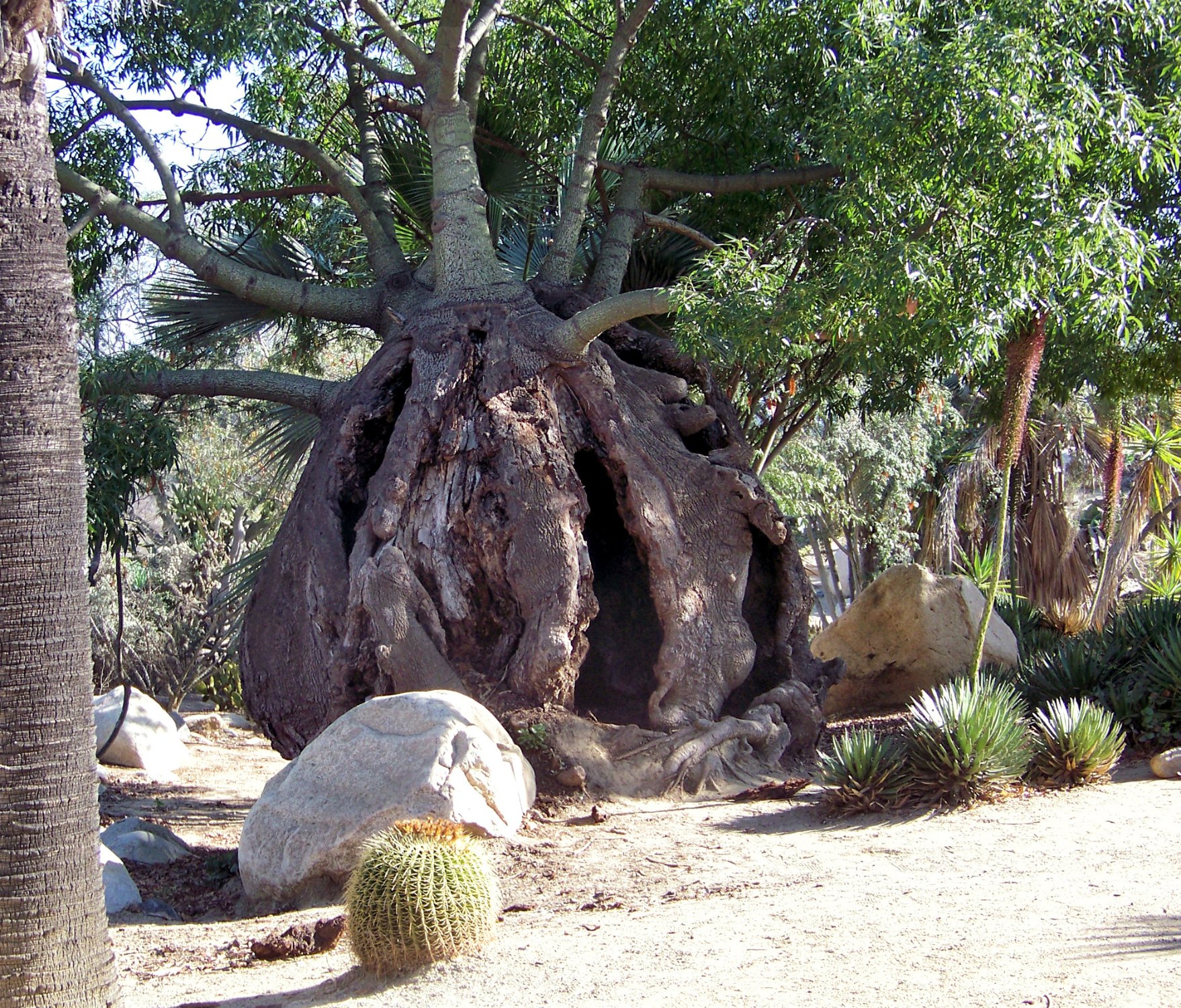 Solve Balboa Park - San Diego - Split Australian Brachychiton Tree ...