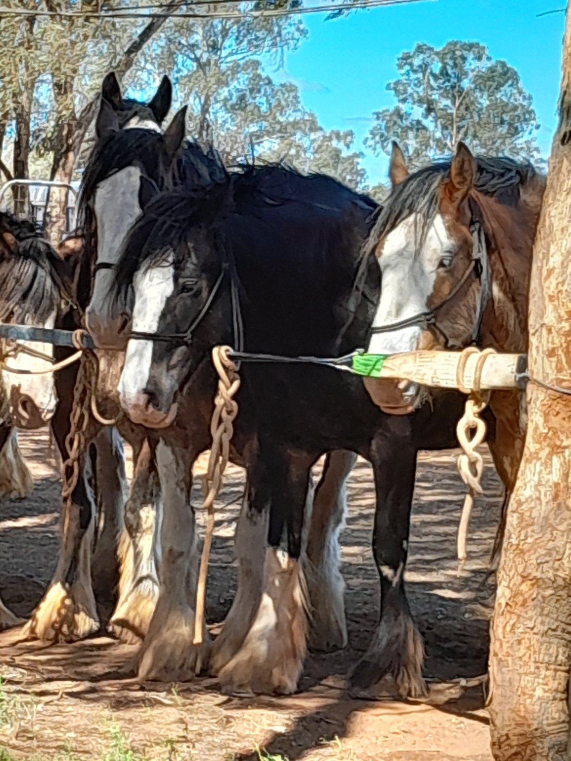 Solve Clydesdales at Good Old Days Festival in Barellan, NSW jigsaw ...