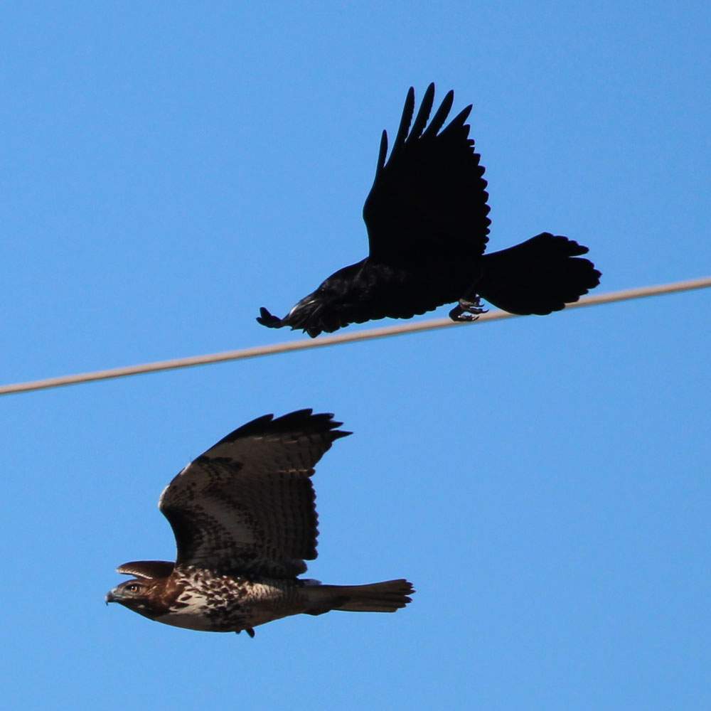 Solve Red-tailed hawk harassed by a raven, Lagoon Trail, Del Mar ...