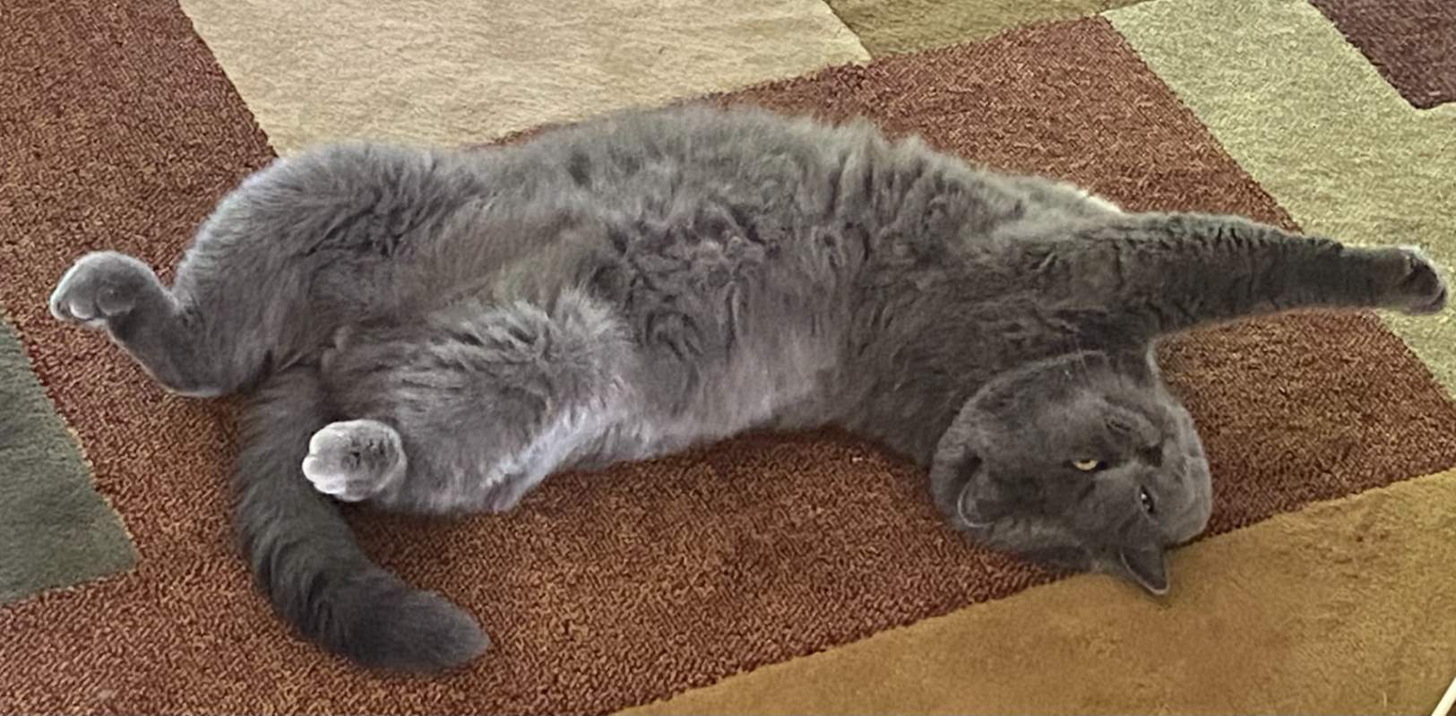 Solve Fred striking his "come hither" pose... jigsaw puzzle online with ...