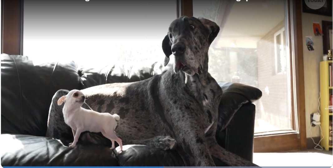 Solve The Biggest (Reggie) and the Smallest (Pearl) Dogs Met For a Play ...