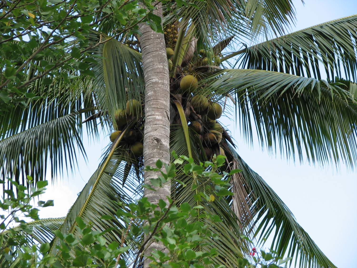 Solve Coconut Tree jigsaw puzzle online with 108 pieces