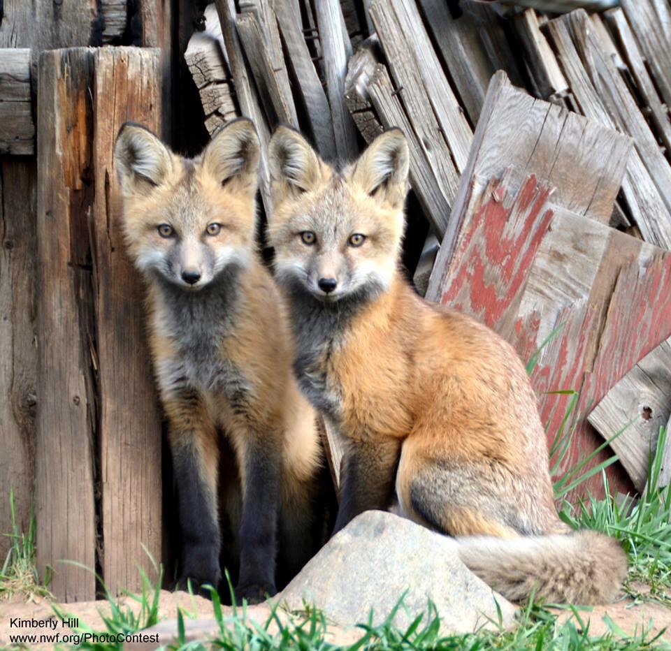 Solve Two Foxes jigsaw puzzle online with 100 pieces