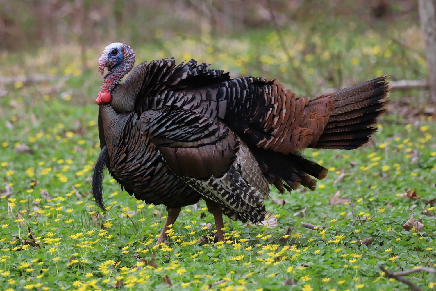 Solve Wild Turkey jigsaw puzzle online with 77 pieces