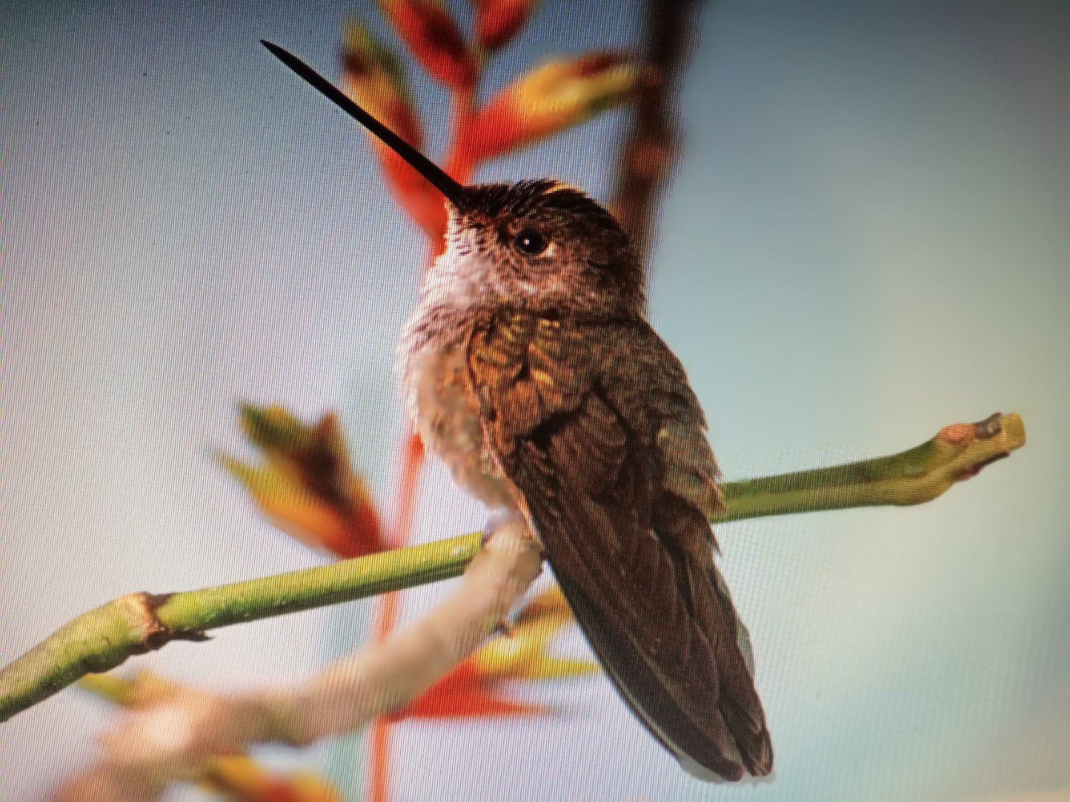 Jigsaw Puzzle | Bronzy Inca Hummingbird | 20 pieces | Jigidi