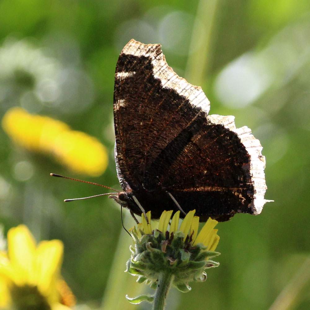 Solve Mourning Cloak Butterfly on Bush Sunflower, Famosa Slough, San ...