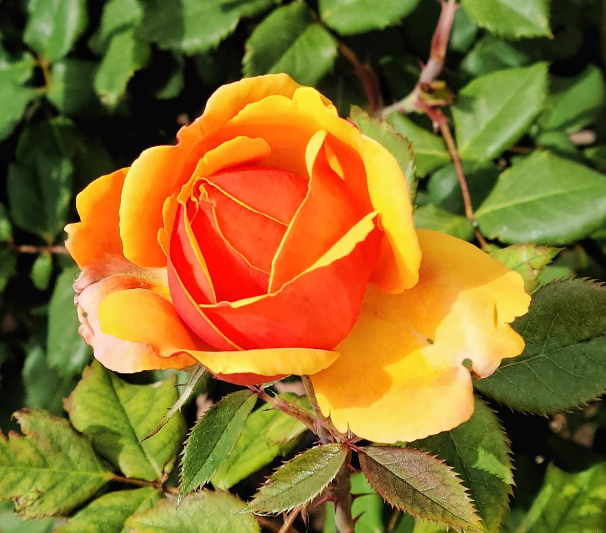 Solve Opening Rose Blossom jigsaw puzzle online with 30 pieces