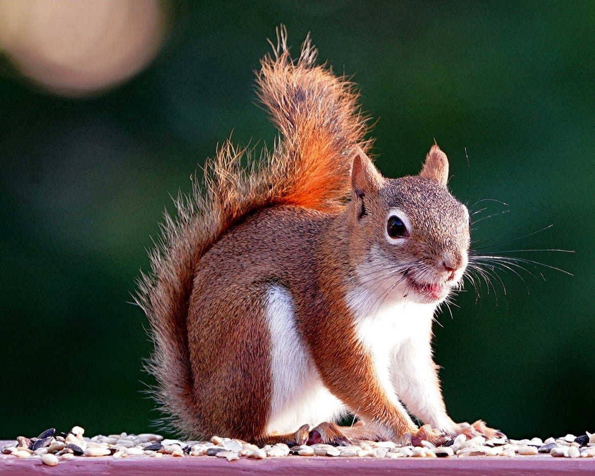 Solve Red-Squirrel. Female Pregnant. jigsaw puzzle online with 252 pieces