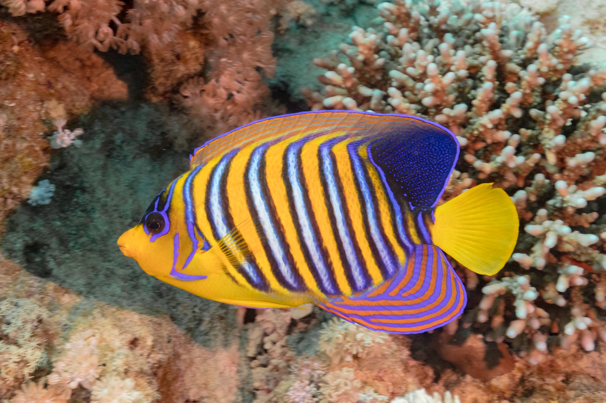 Solve Royal angelfish jigsaw puzzle online with 600 pieces