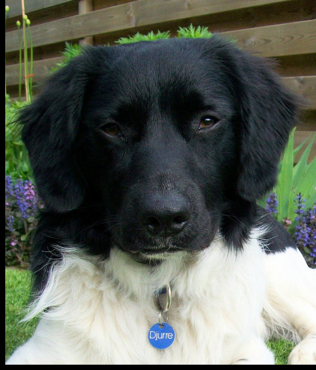 Solve Djurre, my late dog's friend jigsaw puzzle online with 168 pieces