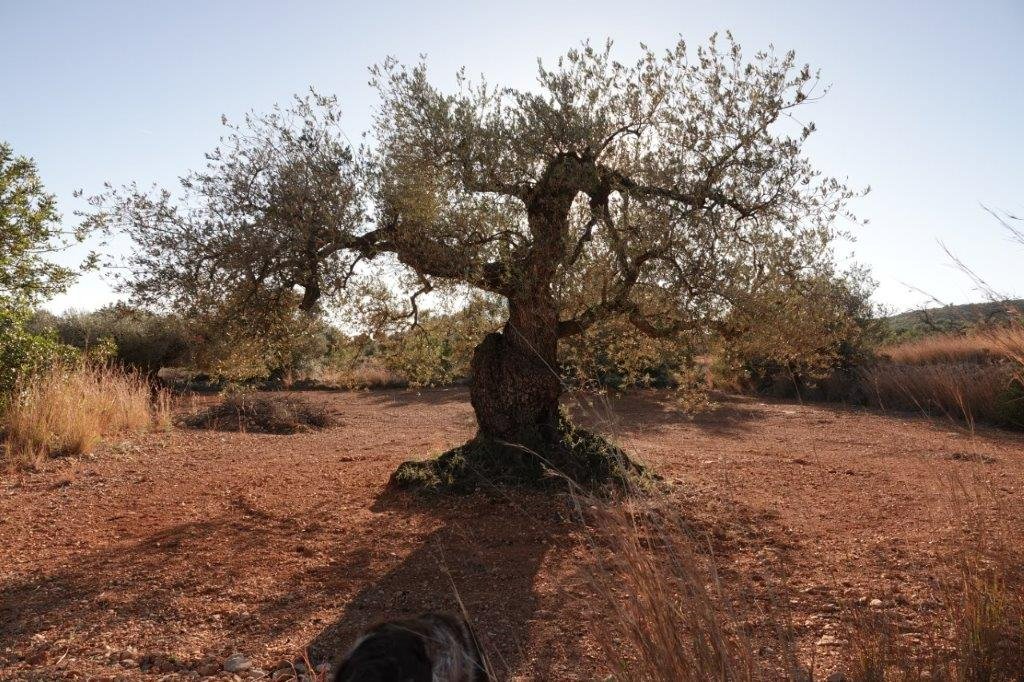 Solve Series Spain: An old olivetree. Could be several of hundreds ...