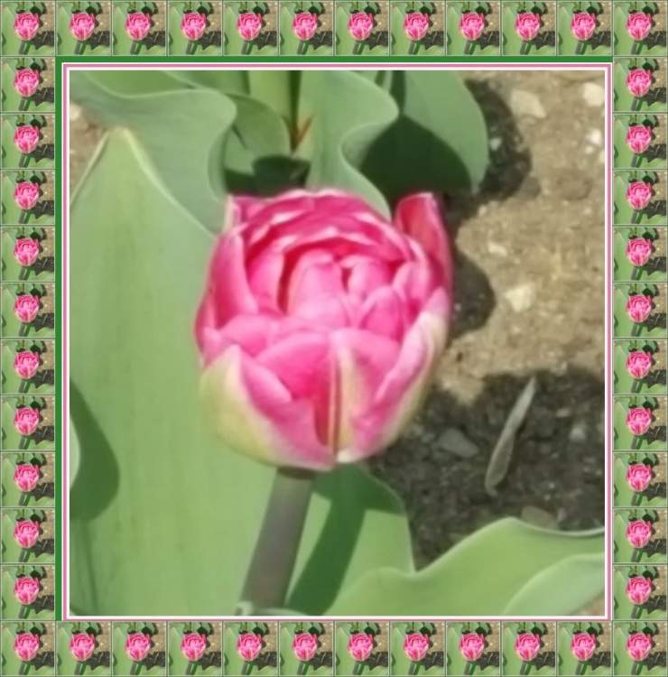 Solve Tulipán / Tulip jigsaw puzzle online with 9 pieces