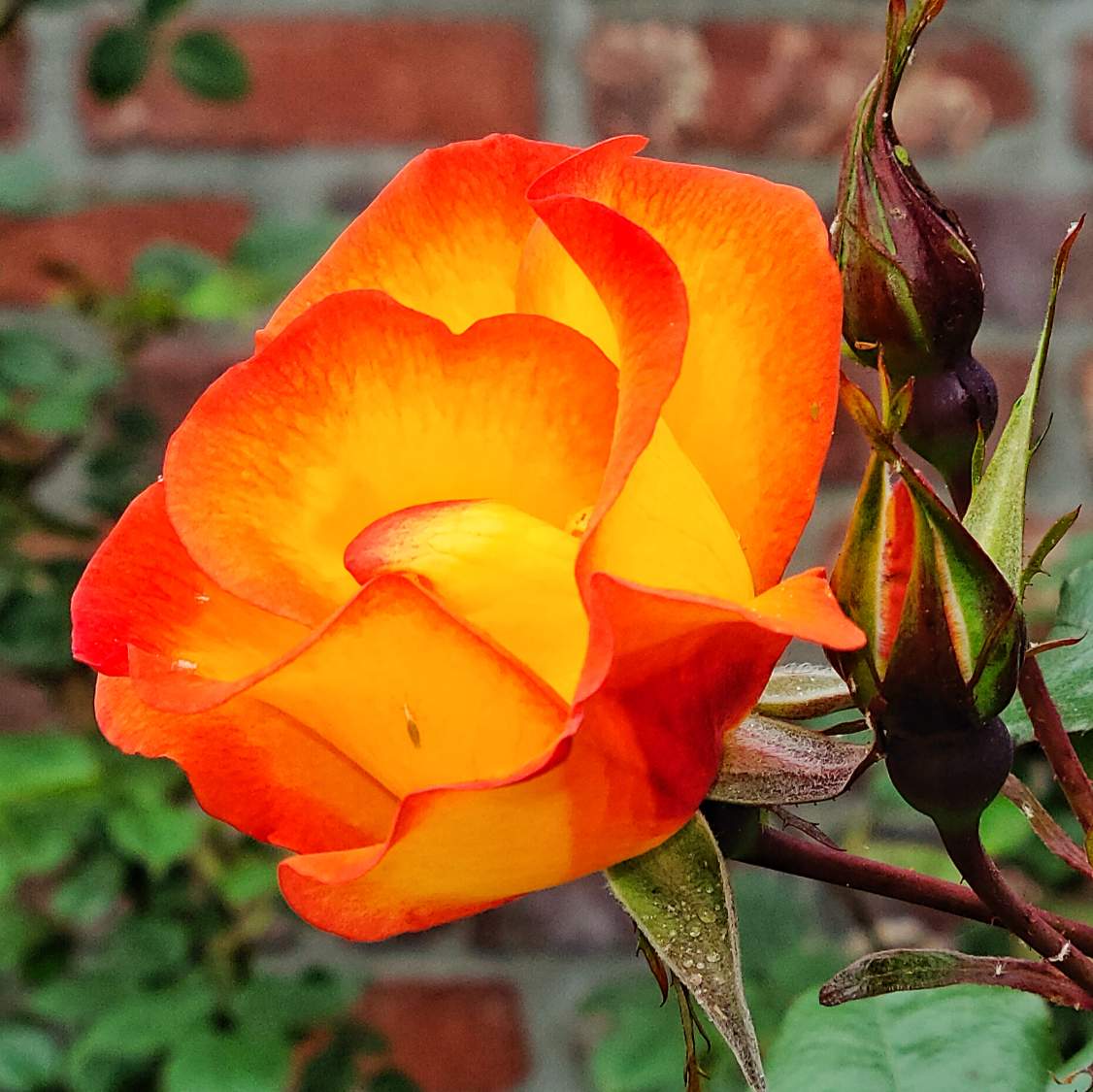 Solve Perfect Rose Blossom jigsaw puzzle online with 36 pieces