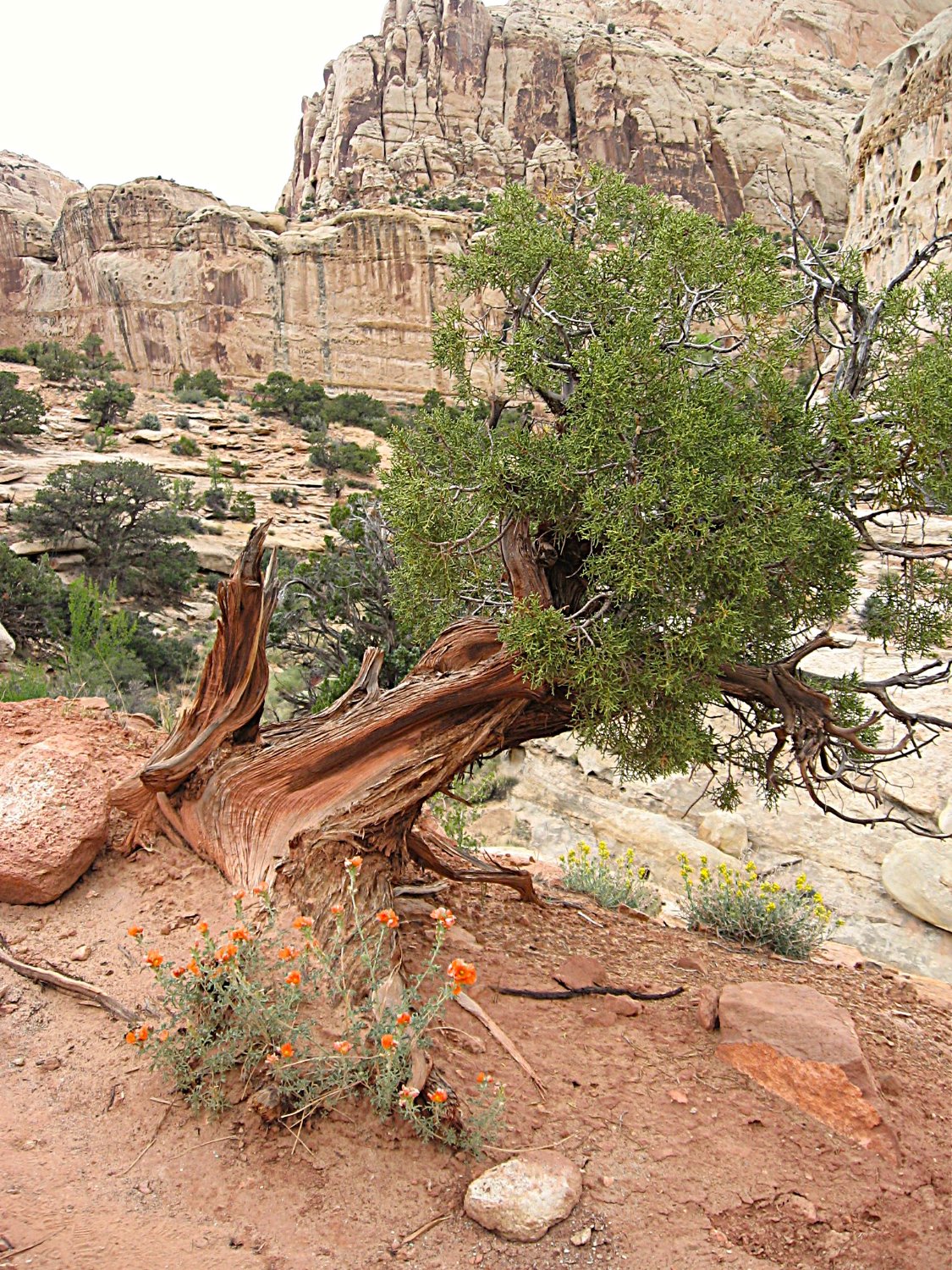 Solve Capitol Reef Nat. Park Utah jigsaw puzzle online with 80 pieces