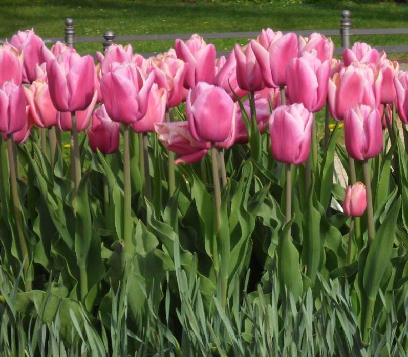 Jigsaw Puzzle | Krása tulipánů... The beauty of tulips... | 9 pieces ...