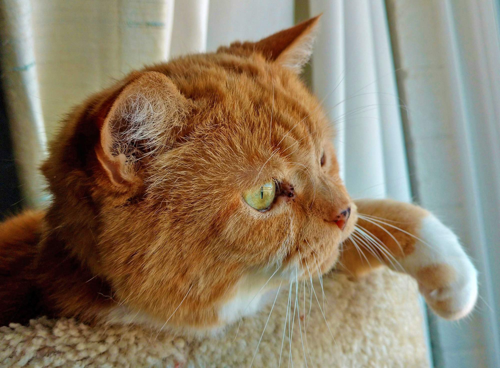 Jigsaw Puzzle | Ginger 2017 | 352 pieces | Jigidi