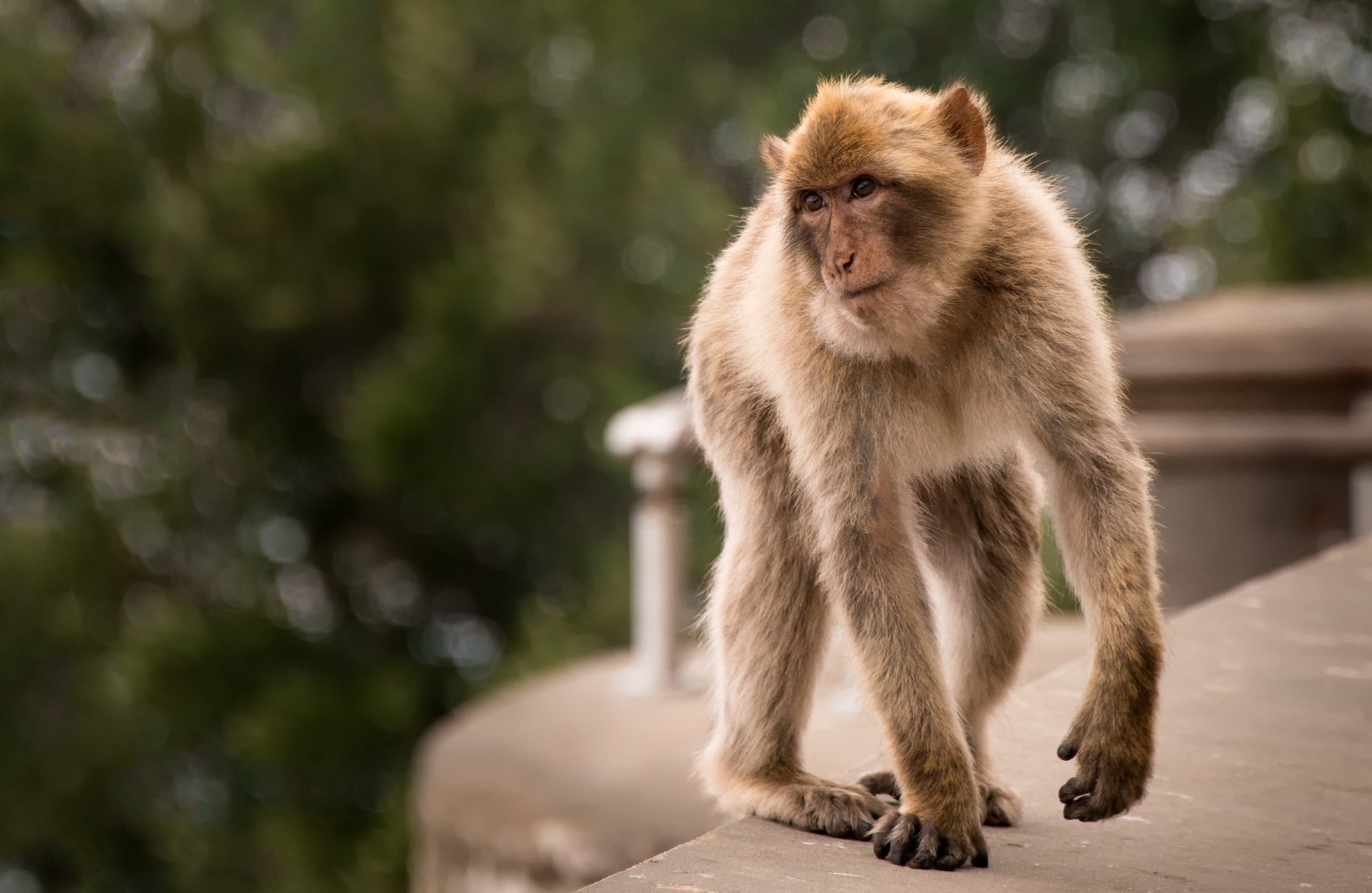 Jigsaw Puzzle | 150 pieces | Jigsaw Safari #5: Monkey (GCAVDQF) | Jigidi