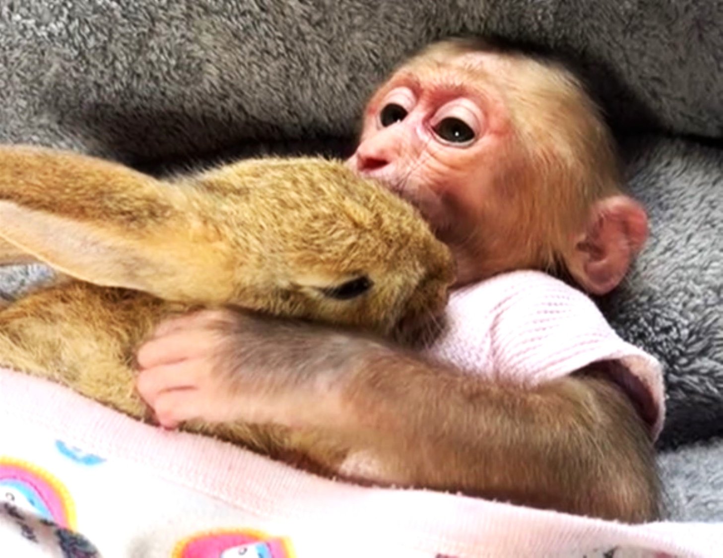 Solve Monkey and Rabbit sleeping buddies jigsaw puzzle online with 30 ...