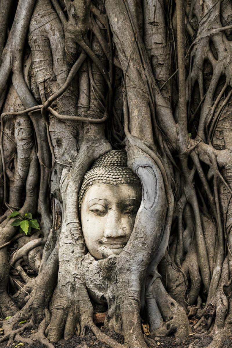 Solve Head of Buddha in Roots of Banyan Tree jigsaw puzzle online with ...