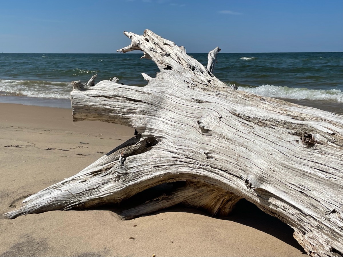 Solve Drift tree at Lake Michigan jigsaw puzzle online with 88 pieces