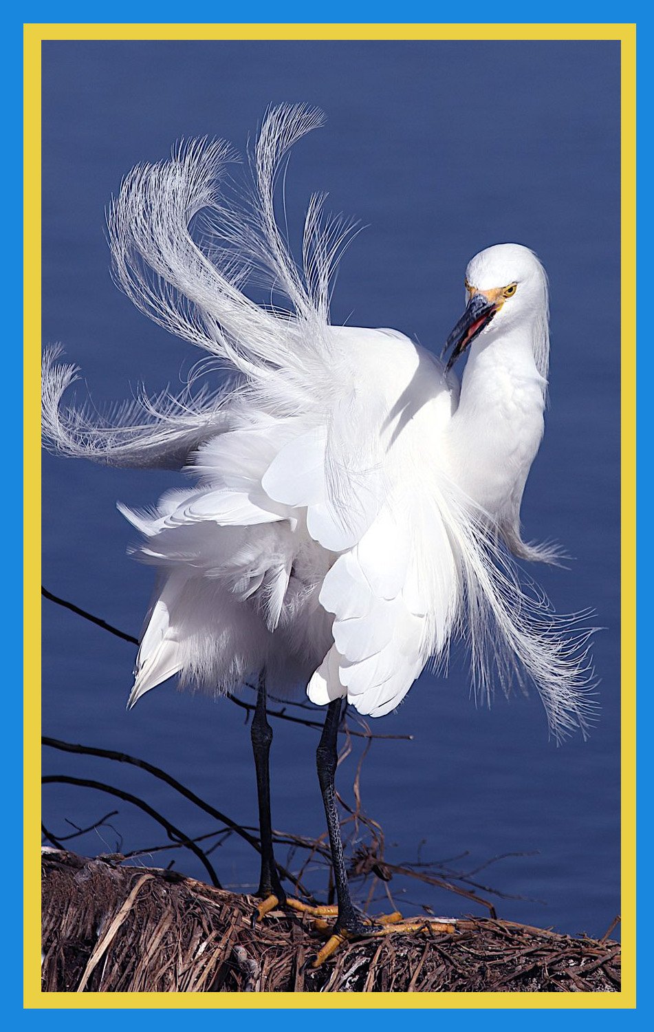 Solve Snowy Egret jigsaw puzzle online with 77 pieces