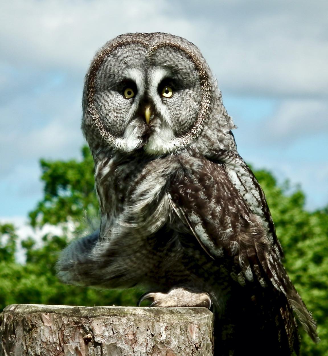 Solve Blowing in the Wind jigsaw puzzle online with 100 pieces