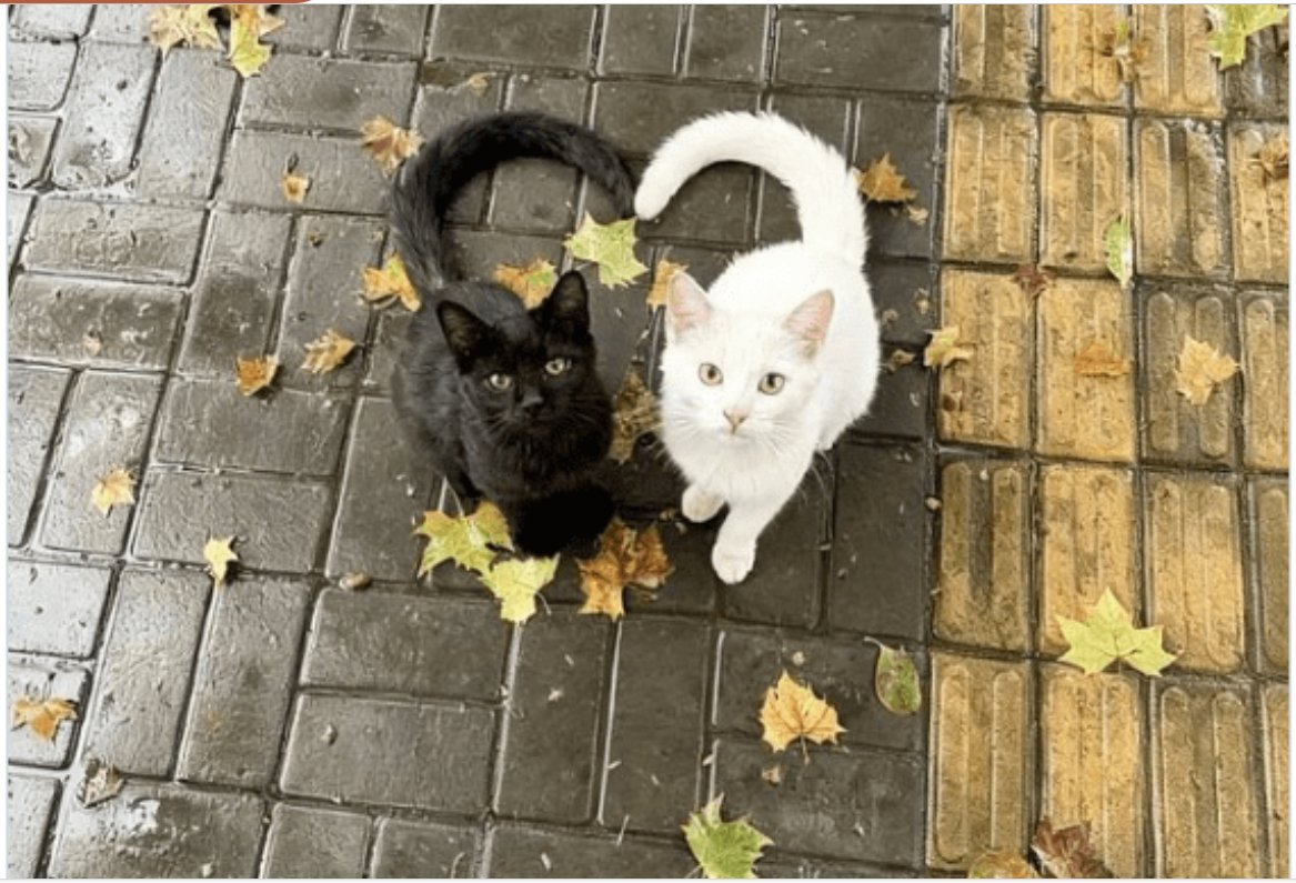 Solve "Meow, May Your Blessings Outnumber The Autumn Leaves!! jigsaw ...