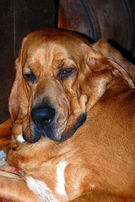 Solve Rufus jigsaw puzzle online with 70 pieces