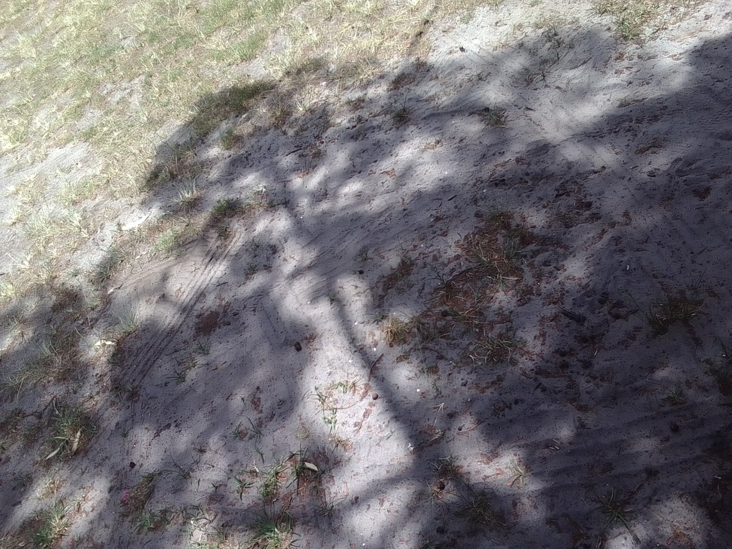 Solve Tree Shadow jigsaw puzzle online with 12 pieces