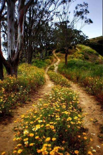 Solve PRETTY PATHWAY jigsaw puzzle online with 12 pieces