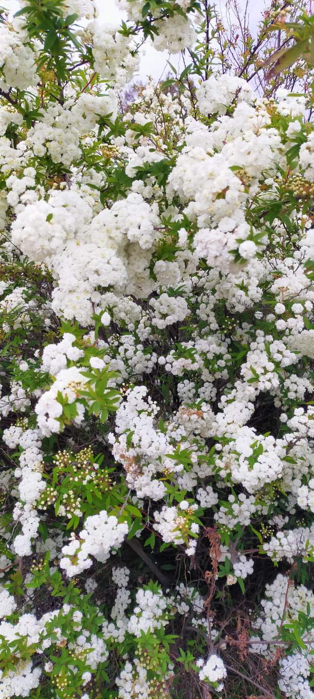 Solve Spiraea - May bush jigsaw puzzle online with 55 pieces