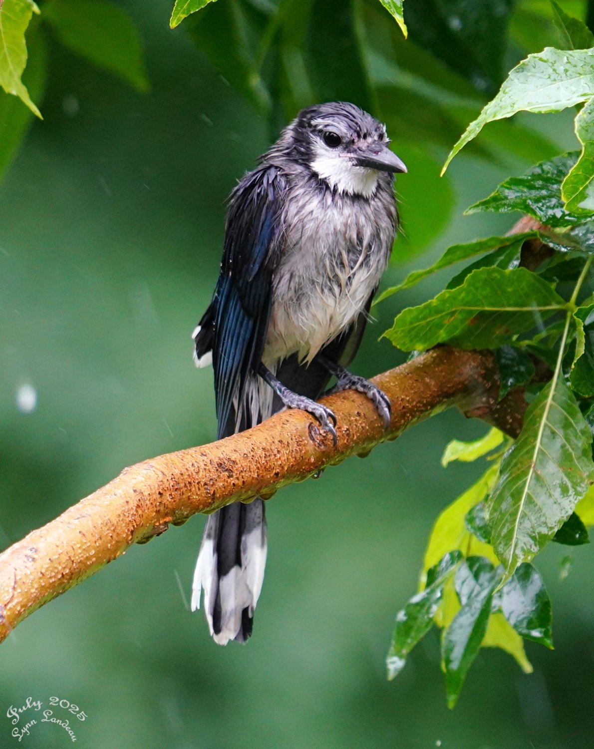 Solve Braving the storm. jigsaw puzzle online with 252 pieces