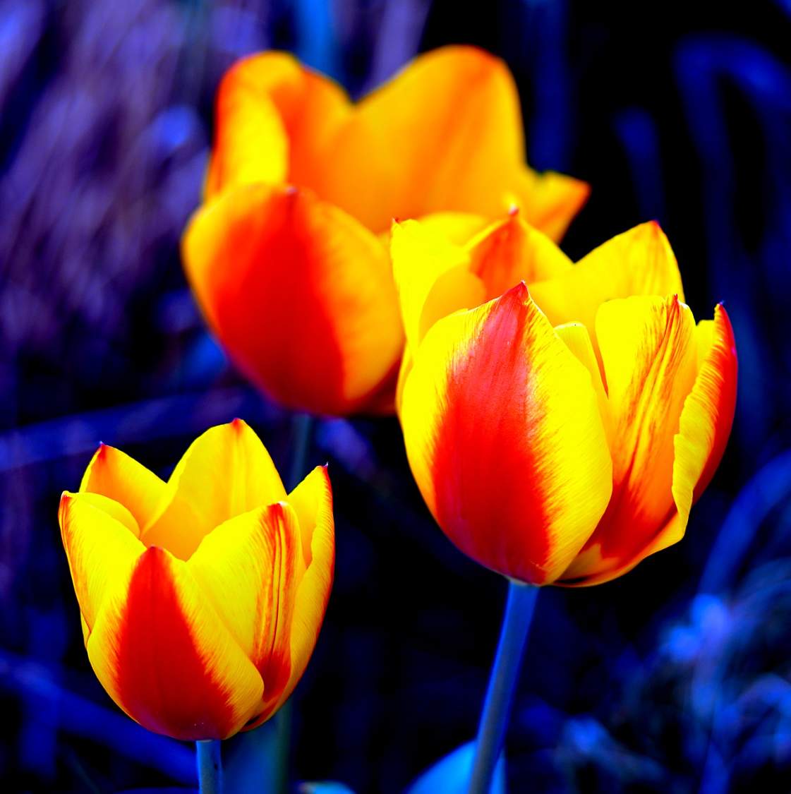Solve Tulips jigsaw puzzle online with 49 pieces