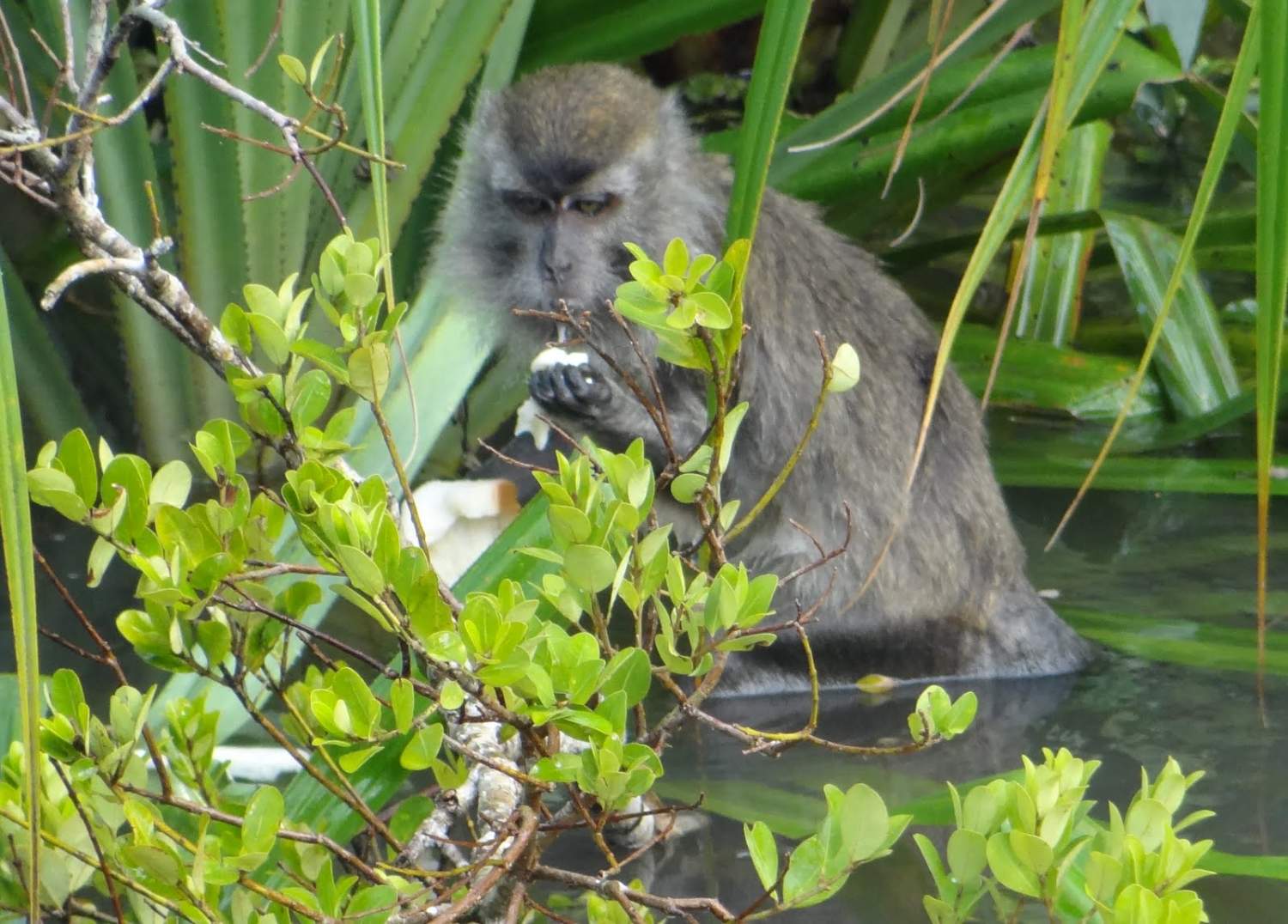 Jigsaw Puzzle | I think this is a Long-Tailed Macaque. . . the same ...