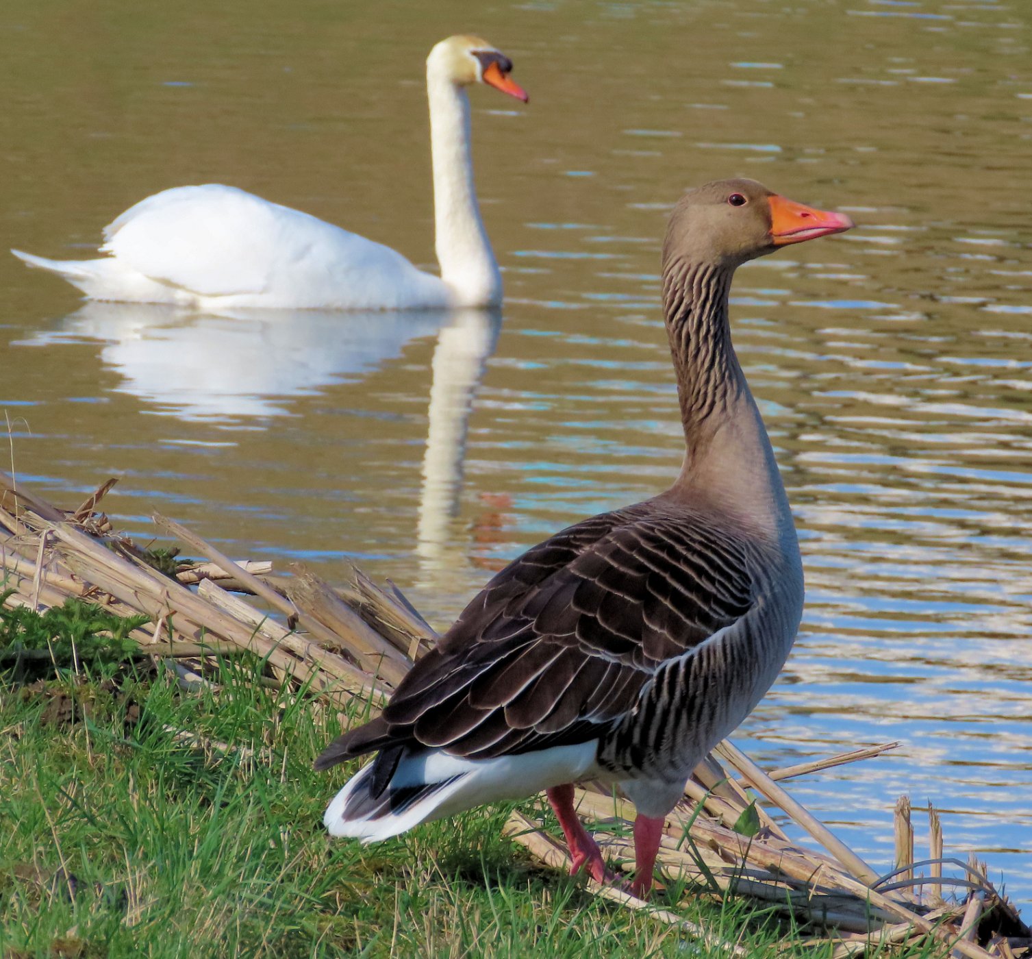 Solve greylag goose and mute swan (grauwe gans met knobbelzwaan) jigsaw ...