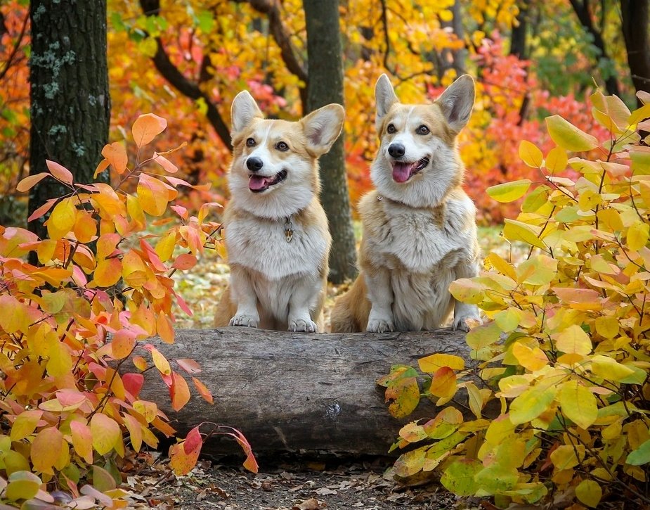 Solve Corgis in Fall Leaves (resize 12 to 180 pieces) jigsaw puzzle ...