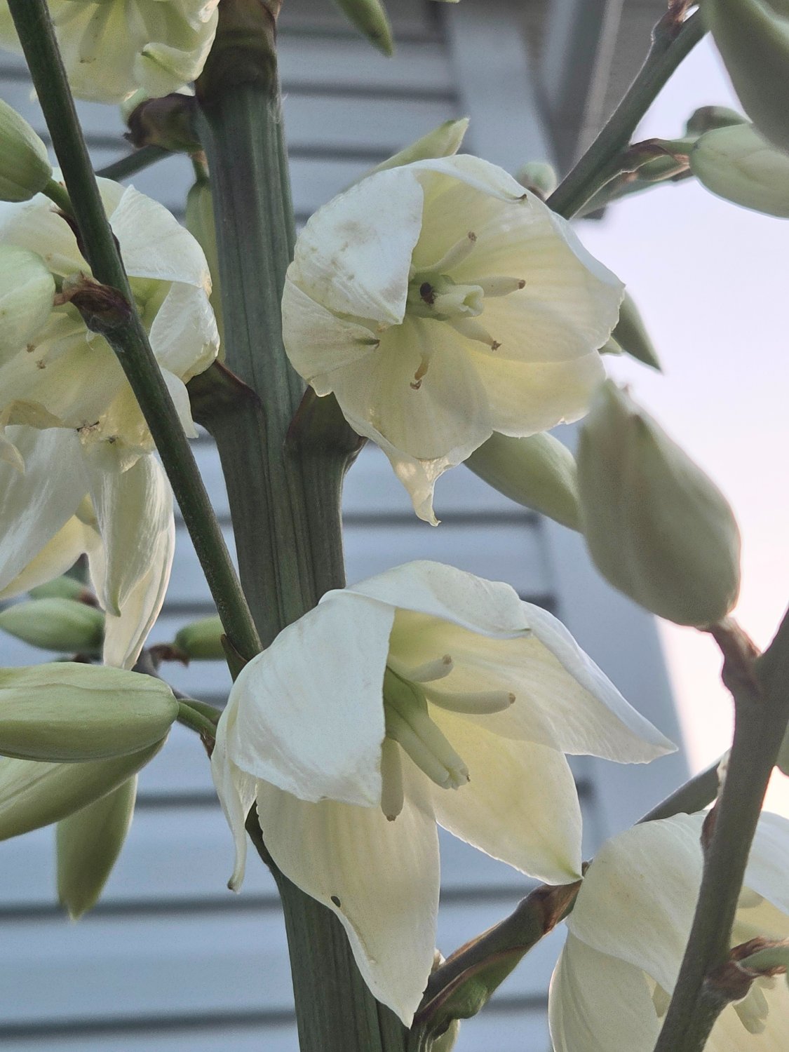 Solve Yucca Flowers are Opening! (7/1/2026) jigsaw puzzle online with ...